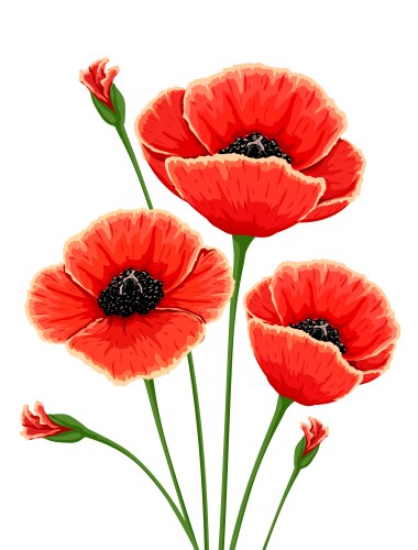 Poppy Vector Images (over 25,000)