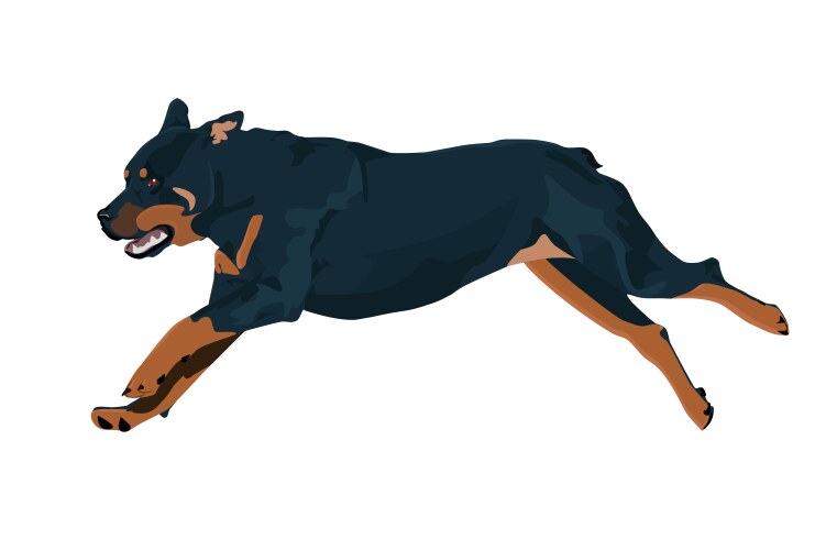 Rottweiler Royalty Free Vector Image - VectorStock