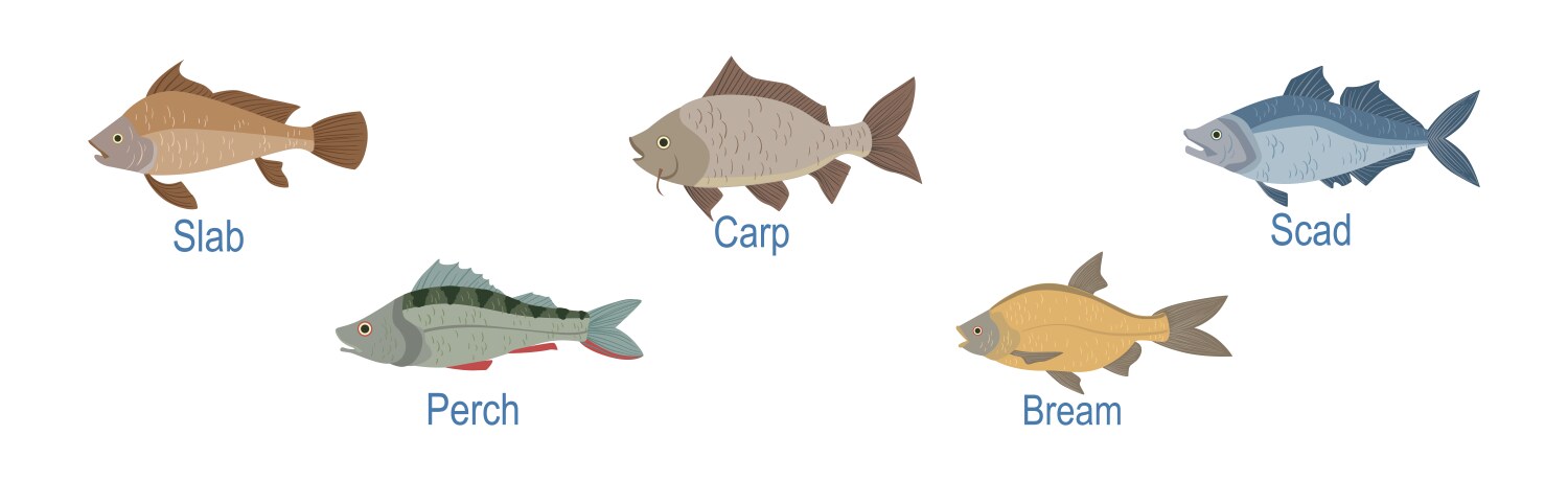 Freshwater fish side view with name inscription Vector Image