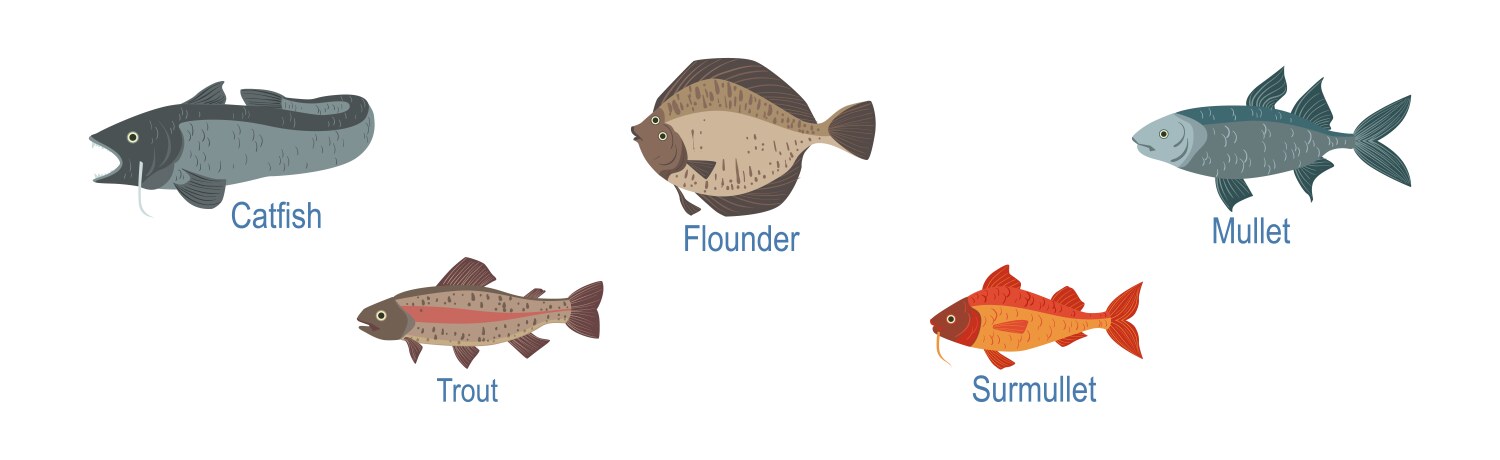 Freshwater fish side view with name inscription Vector Image