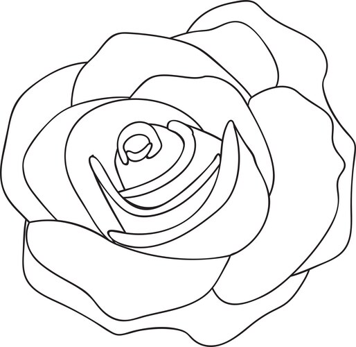 Line art drawing rose Vector Images & Graphics for Commercial Use ...