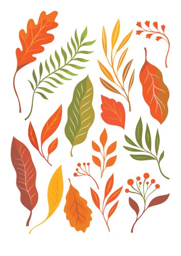 Collection beautiful colourful autumn leaves Vector Image