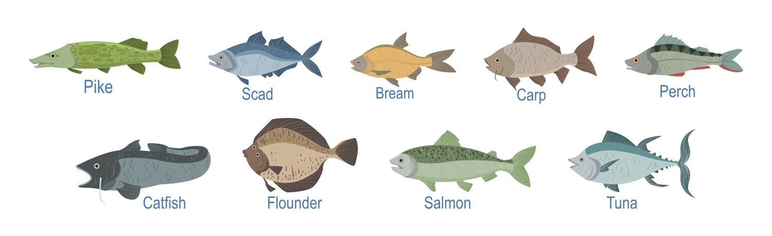 Freshwater fish side view with name inscription Vector Image
