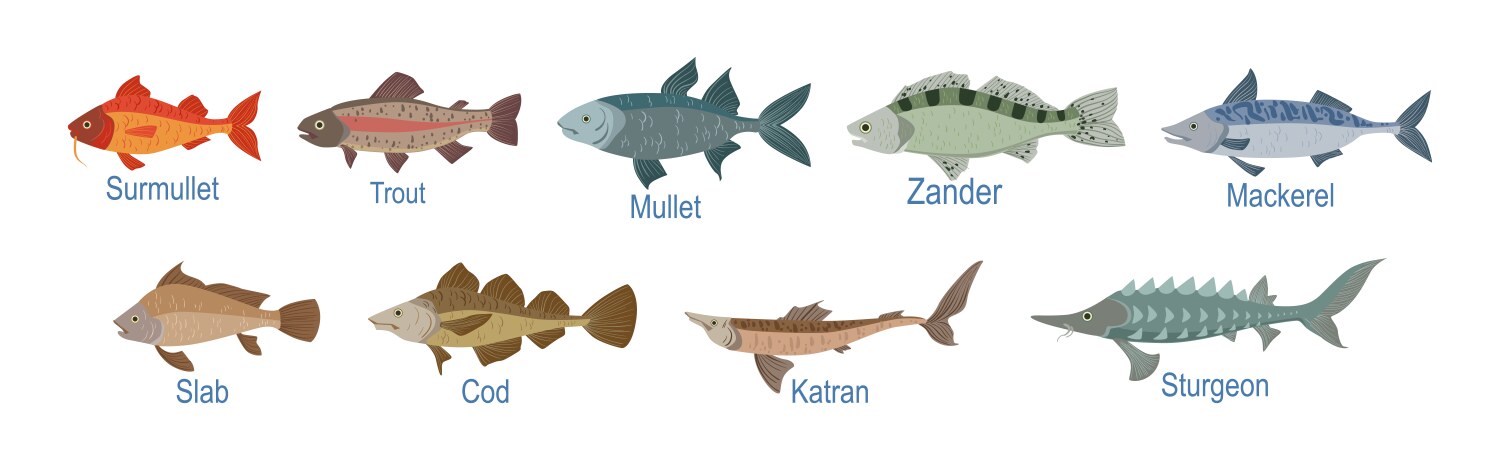 Eating Fish Images With Names And Pictures - Infoupdate.org