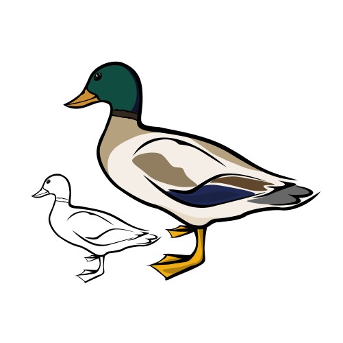 Mallard Duck Vector Images (over 2,900)