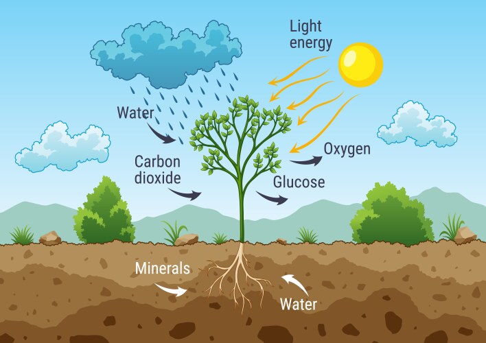 Photosynthesis process tree produce oxygen using Vector Image