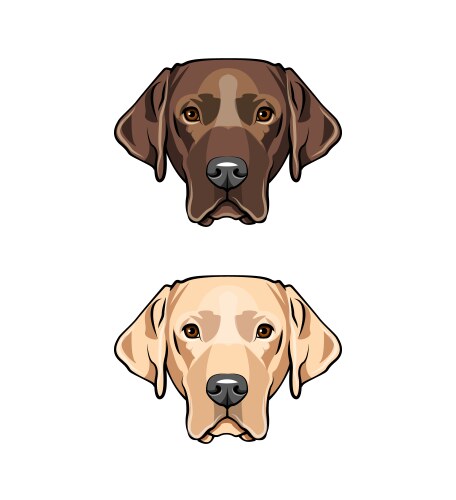 Labrador Vector Images (over 13,000)