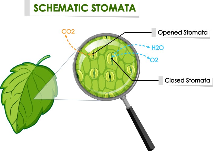 Diagram showing stomata on white background Vector Image