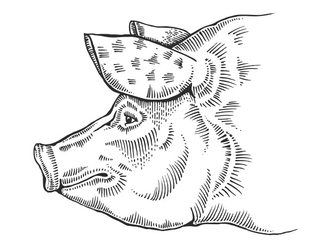 Pig Head Vector Images (over 9,900)