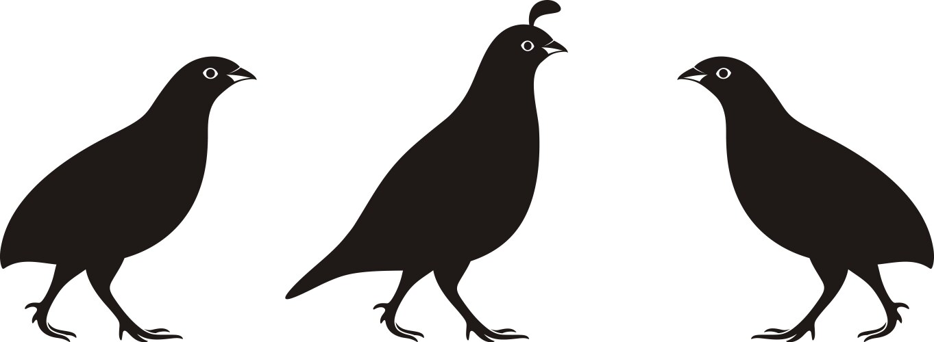 Quail Vector Images (over 2,100)