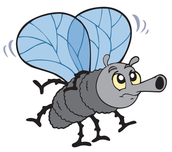 Fly on white background Royalty Free Vector Image