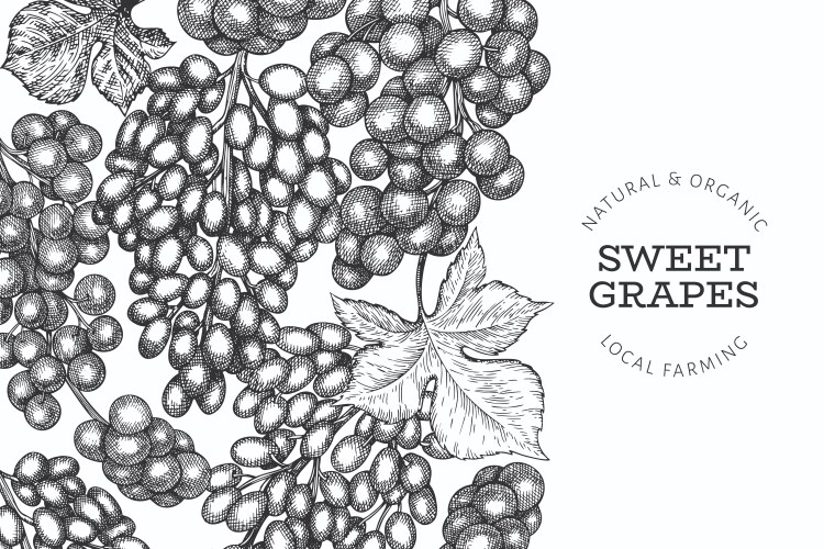 Grape design template hand drawn berry Royalty Free Vector