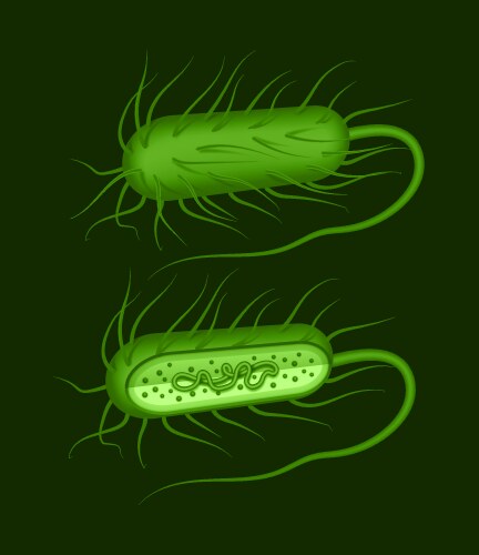 Cell Wall of Bacteria Vector Images (over 760)