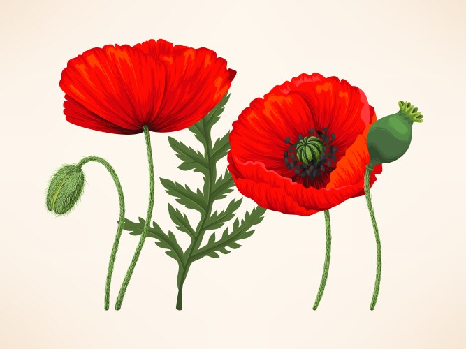Poppies Vector Images (over 24,000)