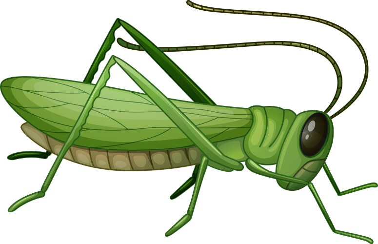 Cartoon Grasshopper Vector Images (over 3,000)