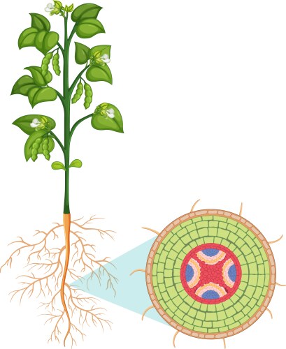 Diagram showing root cell plant isolated Vector Image