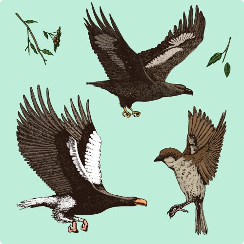 Flying Sparrow Vector Images (over 5,300)