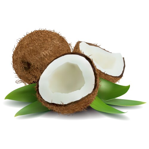 Coconut Vector Images (over 78,000)