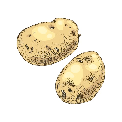Potato cartoon vegetable drawing Royalty Free Vector Image