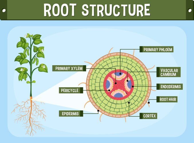 Internal structure of root diagram Royalty Free Vector Image