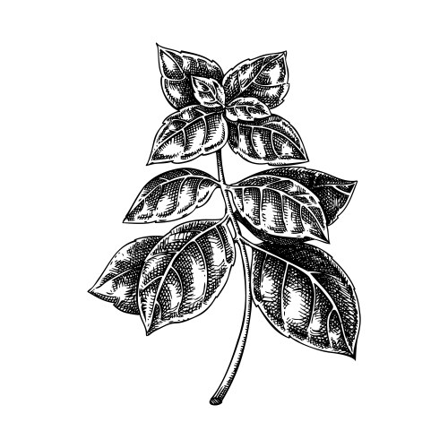 Basil Leaf Drawing Vector Images (over 1,700)