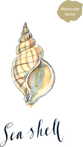 Colorful spiral conch sea shell isolated sketch Vector Image