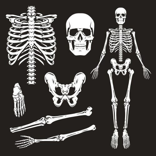 Skeleton Vector Images (over 160,000)