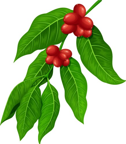 Hand drawn colorful coffee plant Royalty Free Vector Image