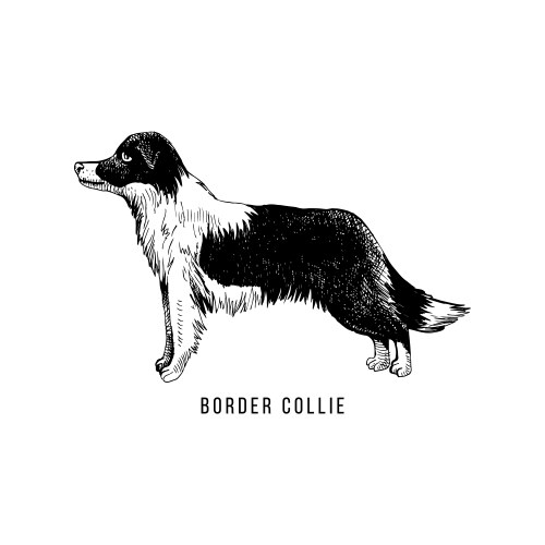 Border Collie Outline Vector Images (over 530)
