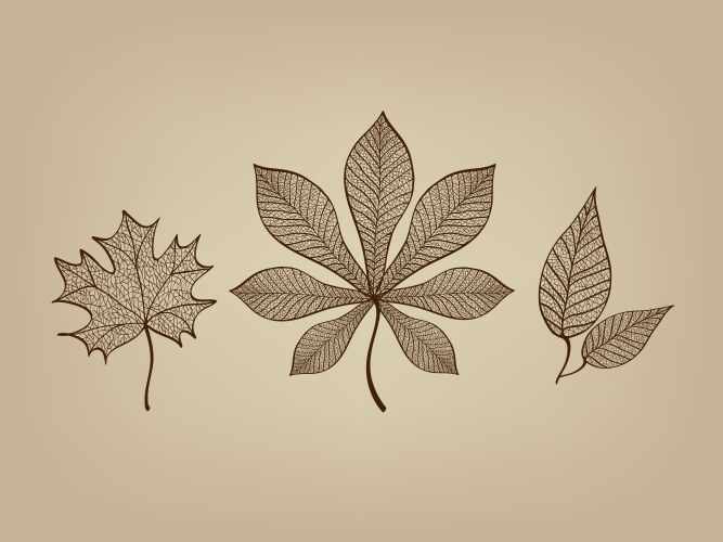Fall Leaves Outline Vector Images (over 6,900)