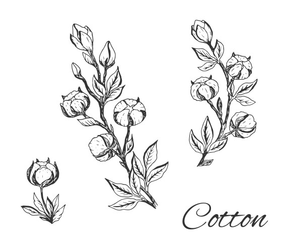 Cotton Plant Vector Images (over 6,600)