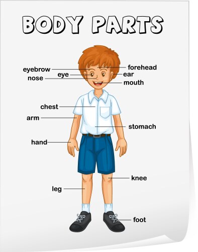 Body parts diagram poster Royalty Free Vector Image