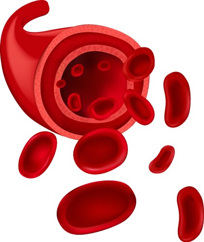 Red blood cells Royalty Free Vector Image - VectorStock