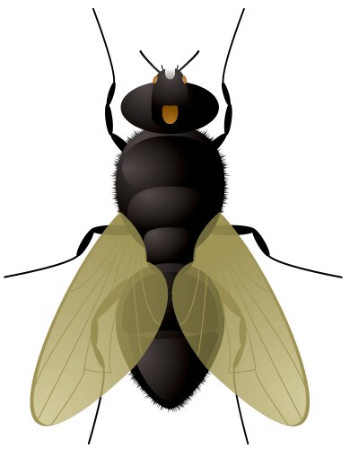 Fly Vector Images (over 830,000)