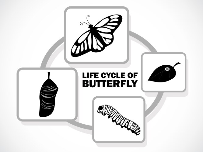 Life Cycle Of Butterfly Clipart