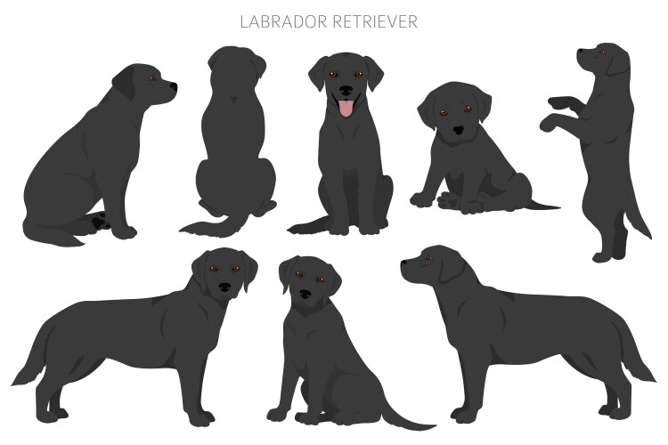 Labrador retriever dogs in different poses Vector Image
