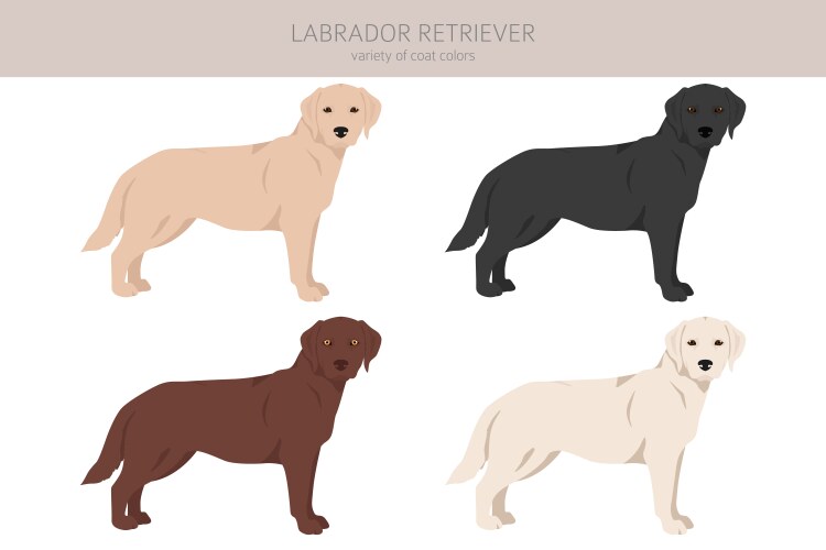 Chocolate Labrador Vector Images (over 130)