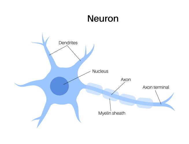 Cartoon of human neuron anatomy Royalty Free Vector Image