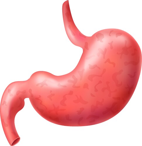 Realistic human stomach anatomical body part Vector Image