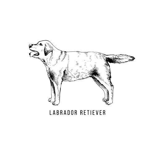 Labrador Outline Vector Images (over 4,400)