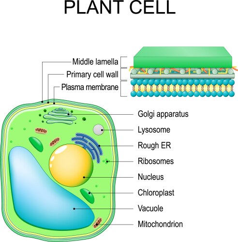 Plant cell structure anatomy of plant cell Vector Image