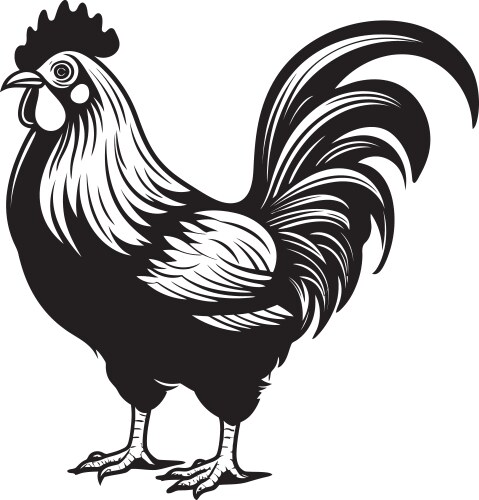 Poultry prowess chic black icon featuring chicken Vector Image