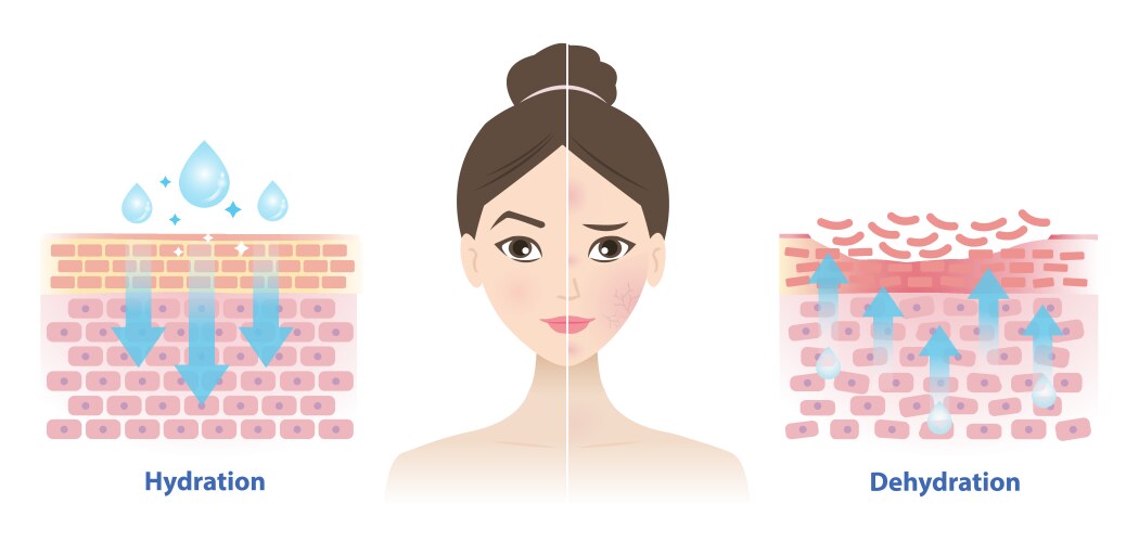 Skin Cells Vector Images (over 6,500)