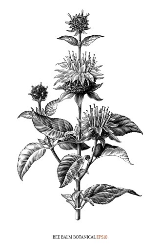 Bee Drawing Vector Images (over 24,000)