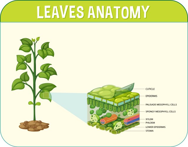 Diagram showing stem and root structure Royalty Free Vector