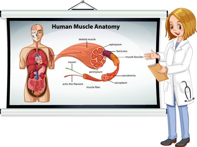 Boy body anatomy Royalty Free Vector Image - VectorStock