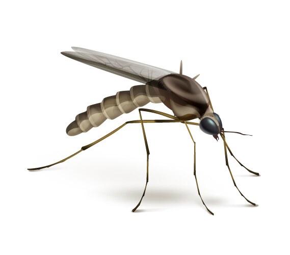 Mosquito Vector Images (over 16,000)