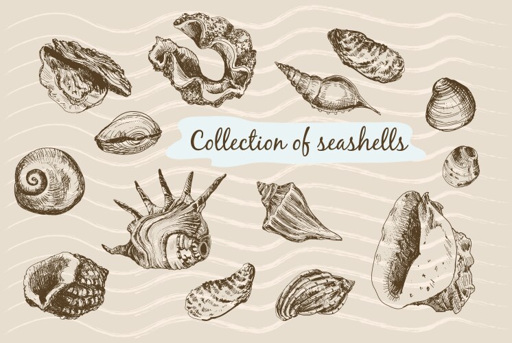 Seashells Vector Images (over 36,000)
