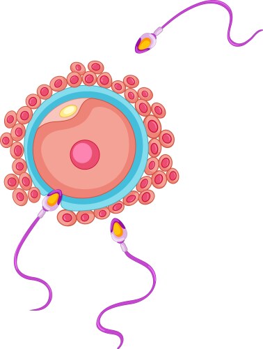 Human Egg Fertilization