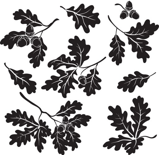 Oak Leaves Vector